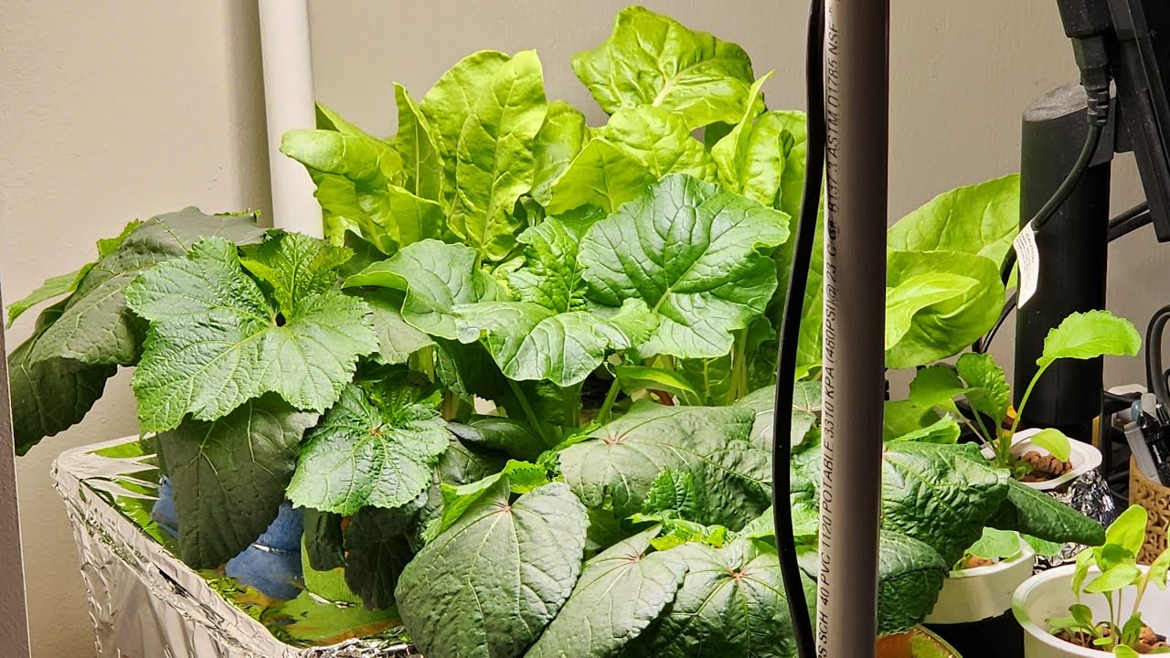 My DIY Kratky Hydroponics - YouTube
