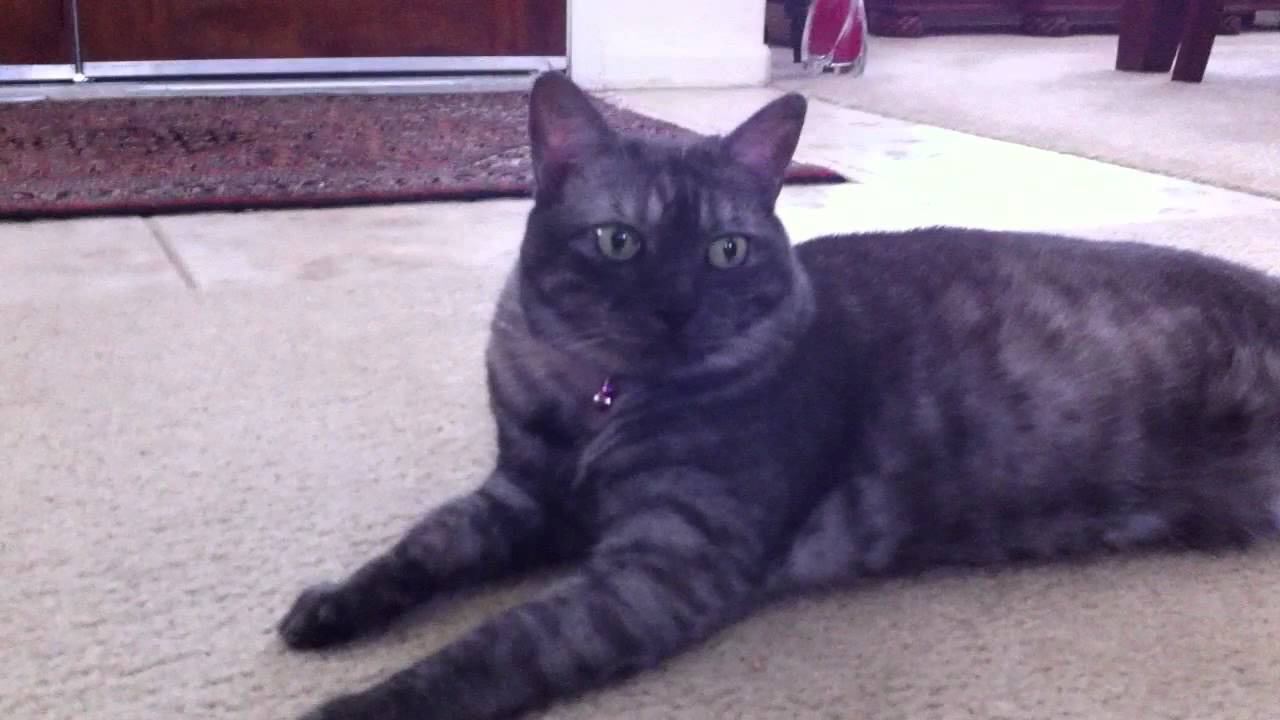 My cat Shisha relaxing at home - YouTube