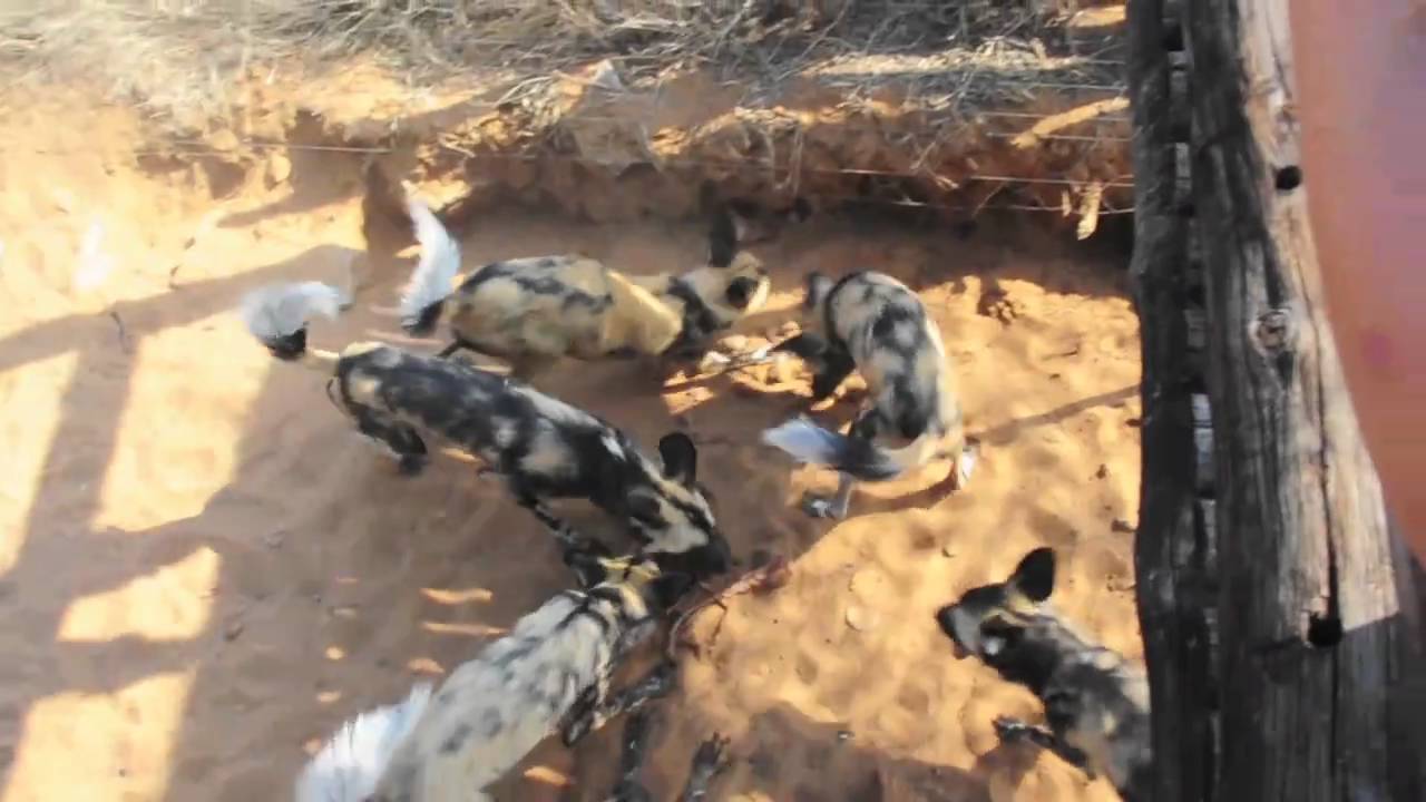 the sound of african wild dogs.mov - YouTube