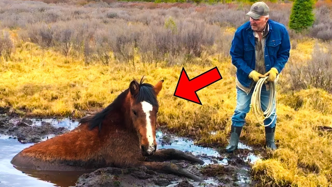 Man Helps Crying Wild Horse, Moments Later Receives The Most ...