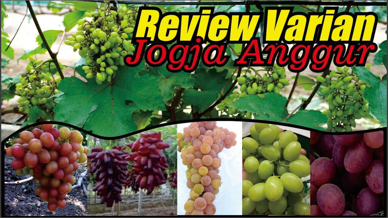 Review varian jogja anggur - YouTube
