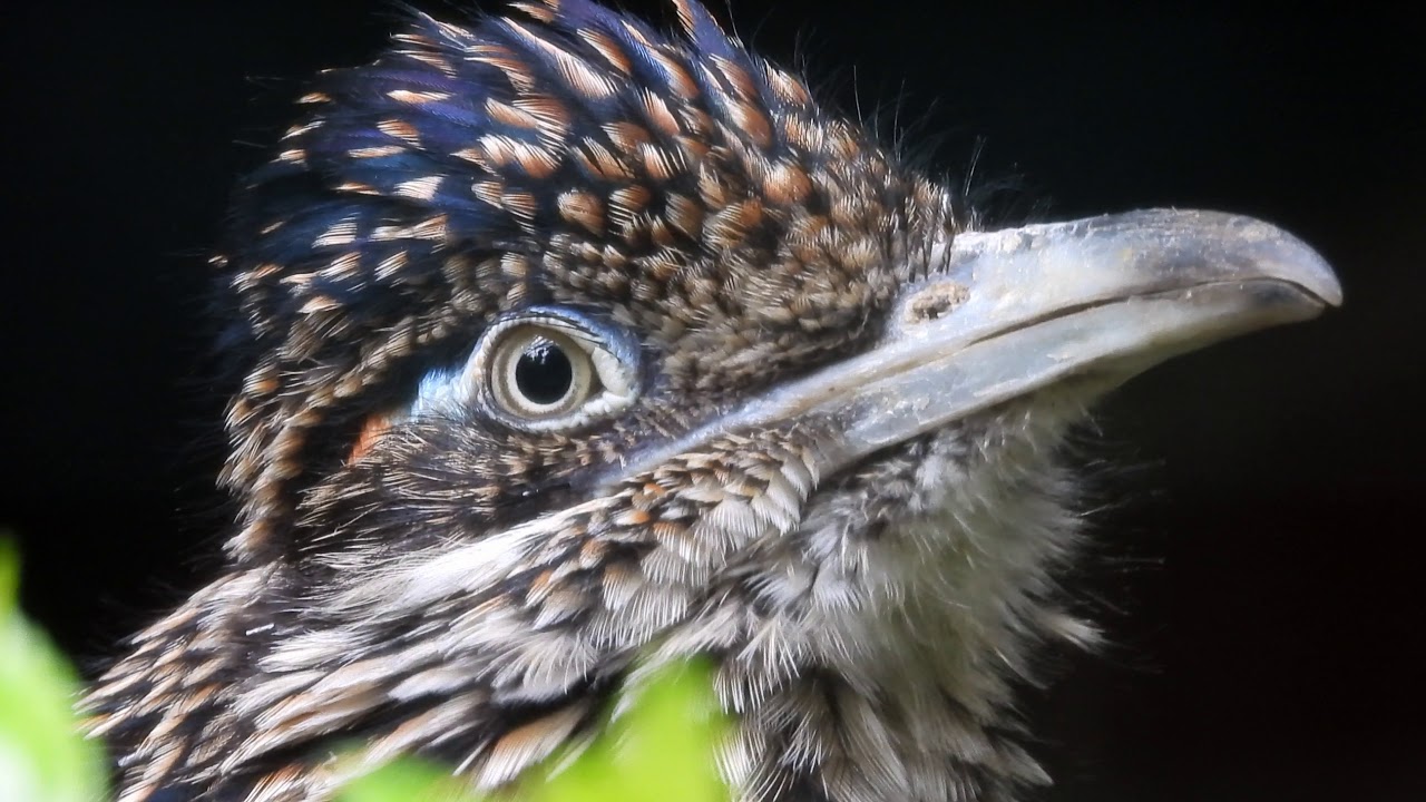 Close-up Lesser Roadrunner - YouTube