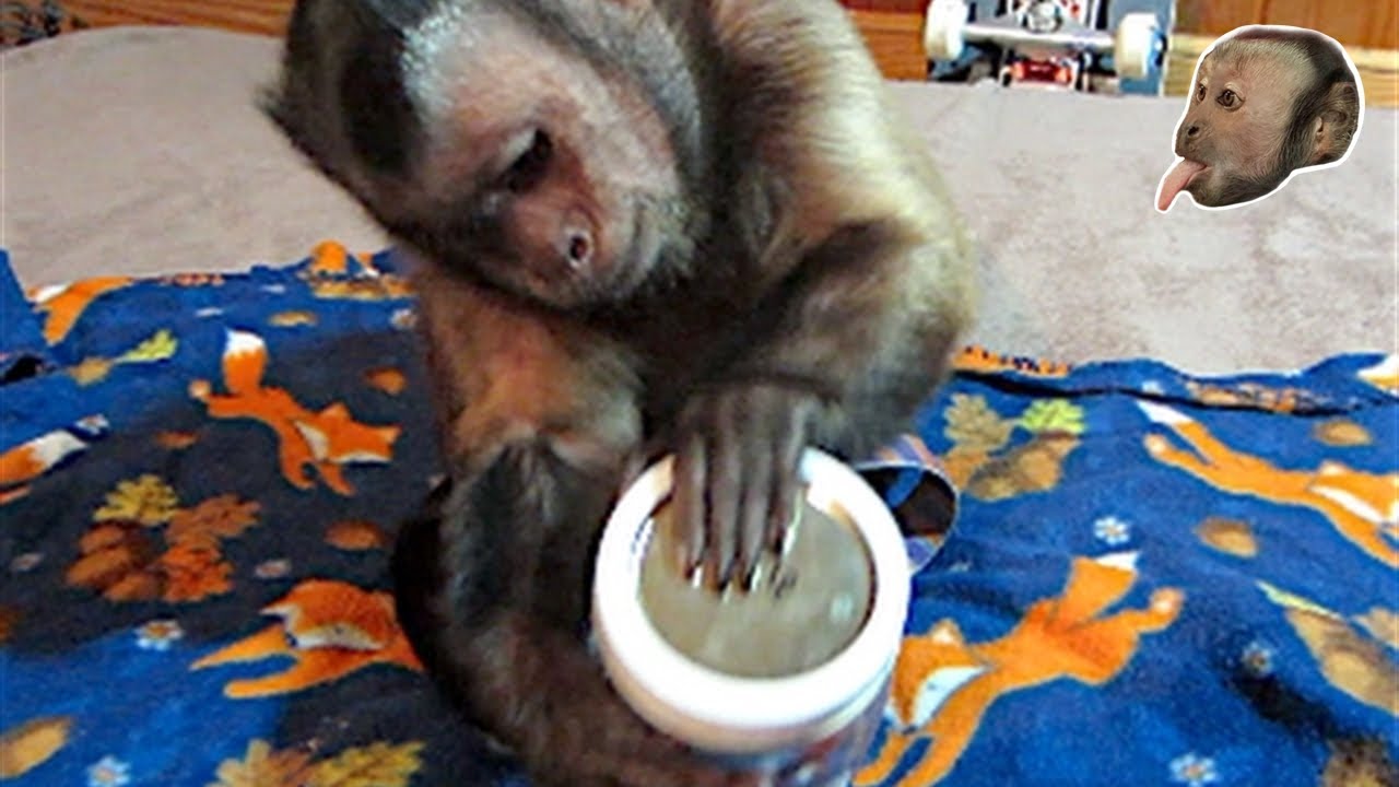 Monkey Versus Mason Jar and TALKING!! - YouTube