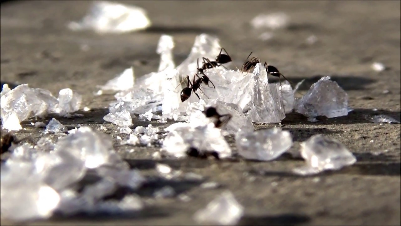 Funny Indian Ants - ants carrying sugar cubes HD - YouTube