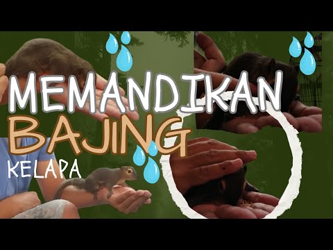 BEGINI !!!!CARA MEMANDIKAN BAJING KELAPA VERSI BADHRA TV - YouTube