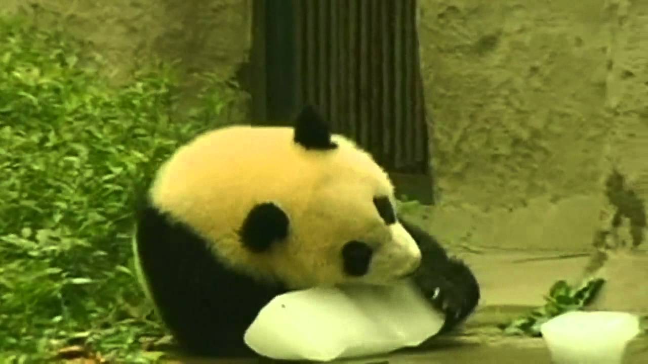 Cool pandas chill out in China - YouTube