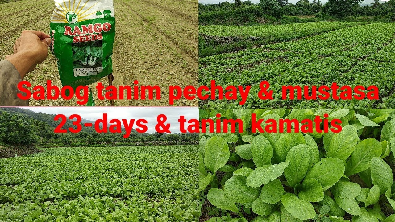 sabog tanim pechay at mustasa pang 23-days - YouTube