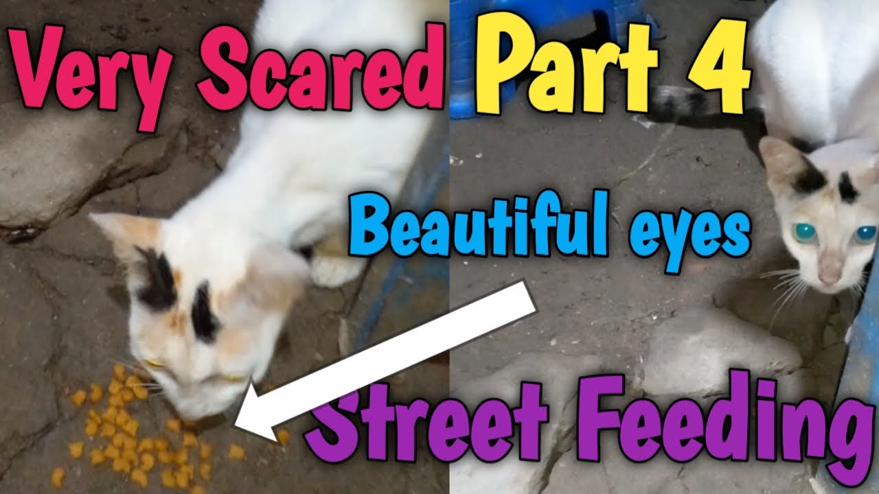 So sad Beautiful street cat meet at the catfish pecel shop#part4 - YouTube