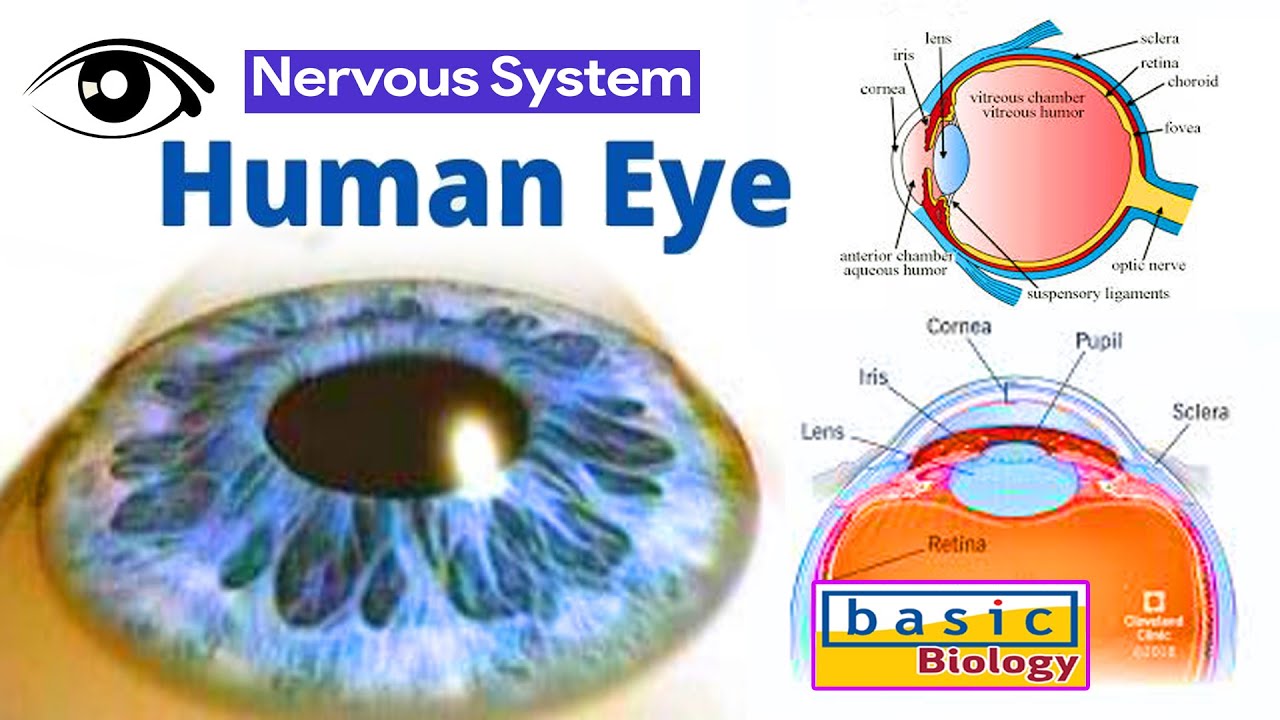 Basic Biology II UNIT Nervous System II HUMAN EYE – X & XI - YouTube