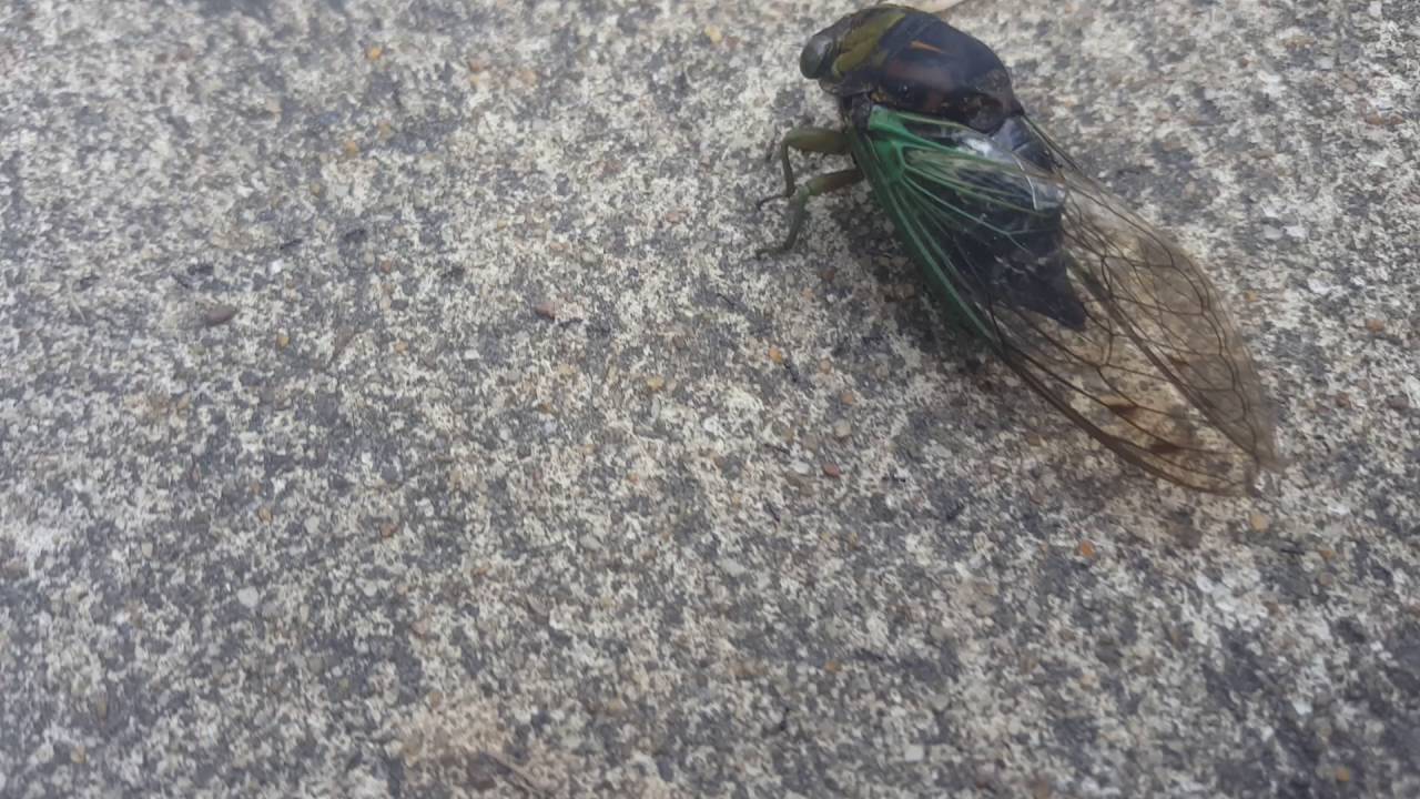 Eating alive nature's display of humanity - YouTube