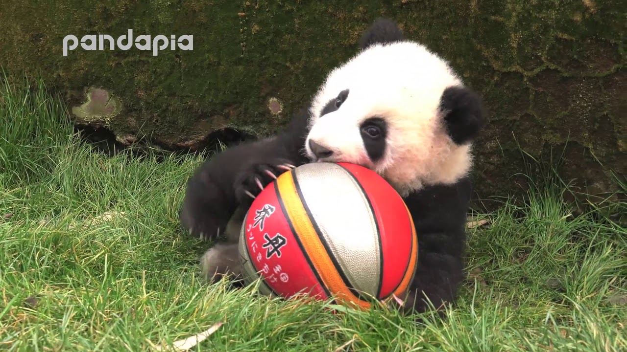 Panda Xiao Xin and the ball - YouTube