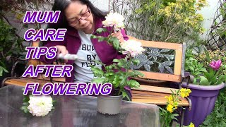 How to take Care of Chrysanthemum or Mum Plant after Flowering #plant tips #garden tips #mum flowers