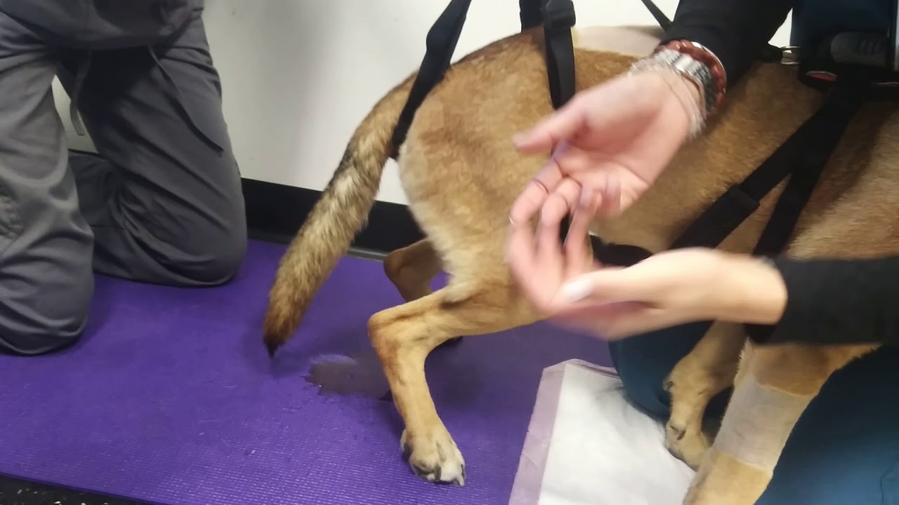 Húgyhólyag ürítés (Bladder expression, female dog) - YouTube