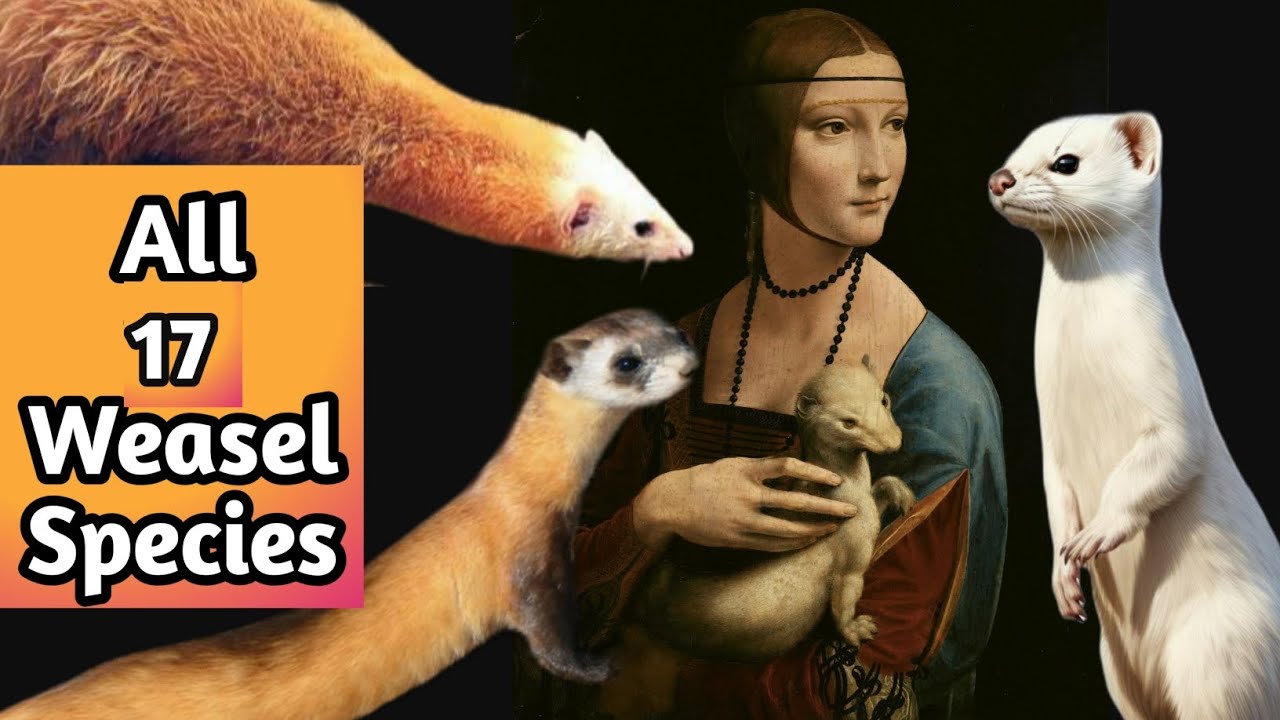 Mustelidae P3 : Weasel Bros!! (Mink, Ferret, Polecat, Stoat, Least ...