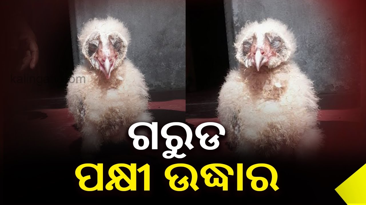 Locals Rescue Rare Bird In Puri, Hand Over To Forest Department ...