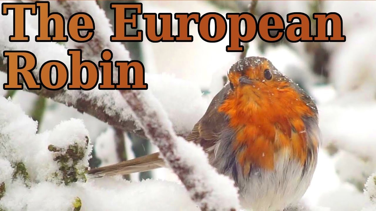 The European Robin - A Christmas Favourite - YouTube