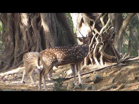 Male Spotted Deer call (HD)
