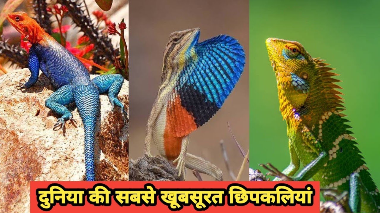 दुनिया की सबसे खूबसूरत छिपकलियां | Most Beautiful Lizards in the World ...