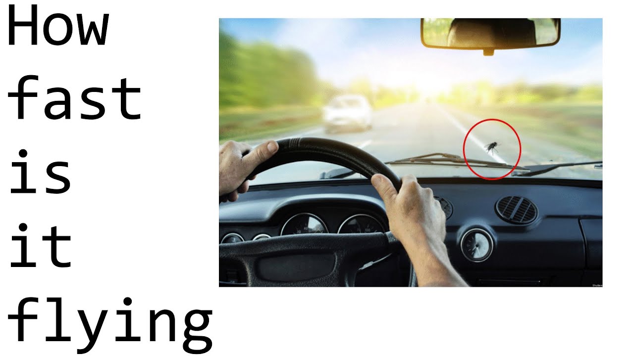 How fast are flies flying in a moving car - YouTube