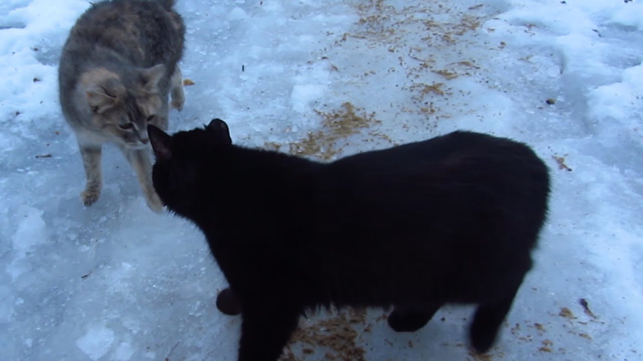 Cats on ice - Dog slipped on ice - YouTube