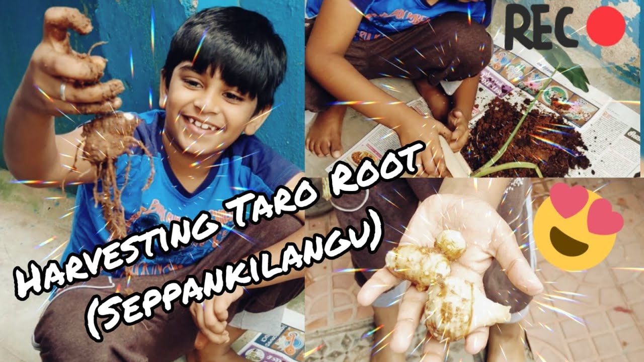 Harvest Tara root plant| seppakilangu | organic Tara root | terrace ...