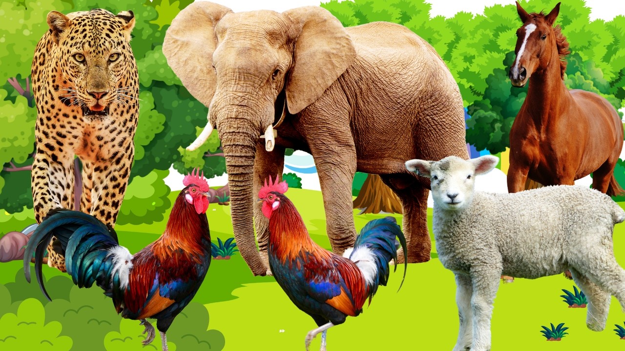 Happy Animal Moments: Elephant, Rooster, Horse, Leopard, Sheep - Animal ...