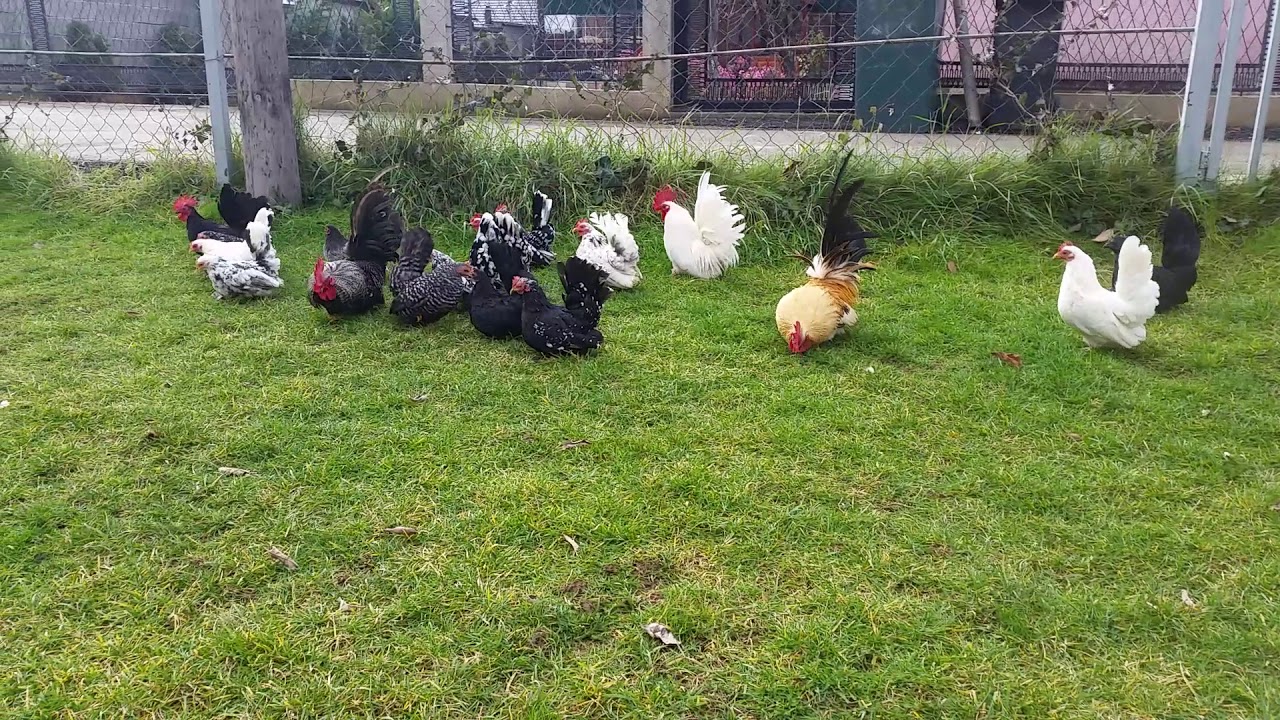 Chabo 2018 - YouTube