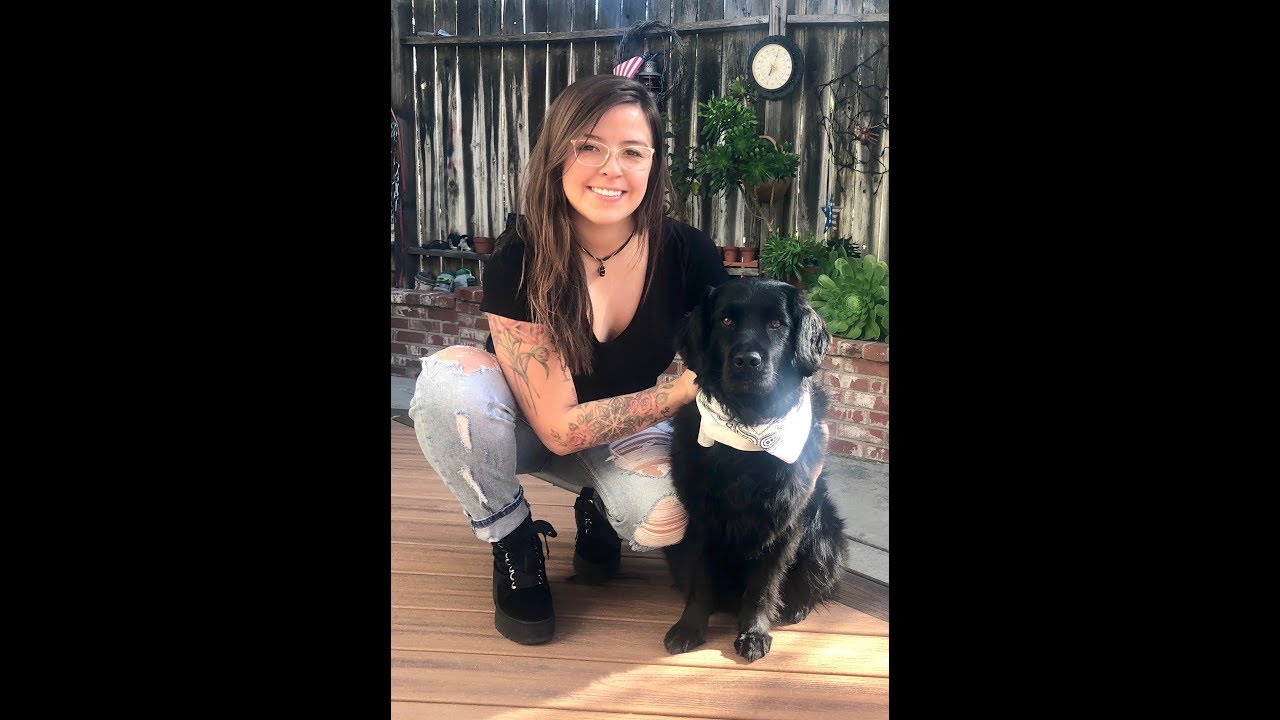 Canine intussusception surgery; Intestinal telescoping??? - YouTube