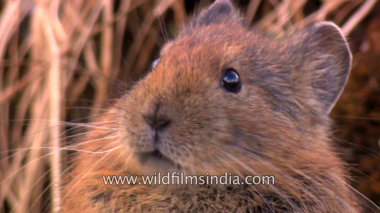 Cutest Himalayan Pika - Mouse-Hare of the Himalaya - YouTube
