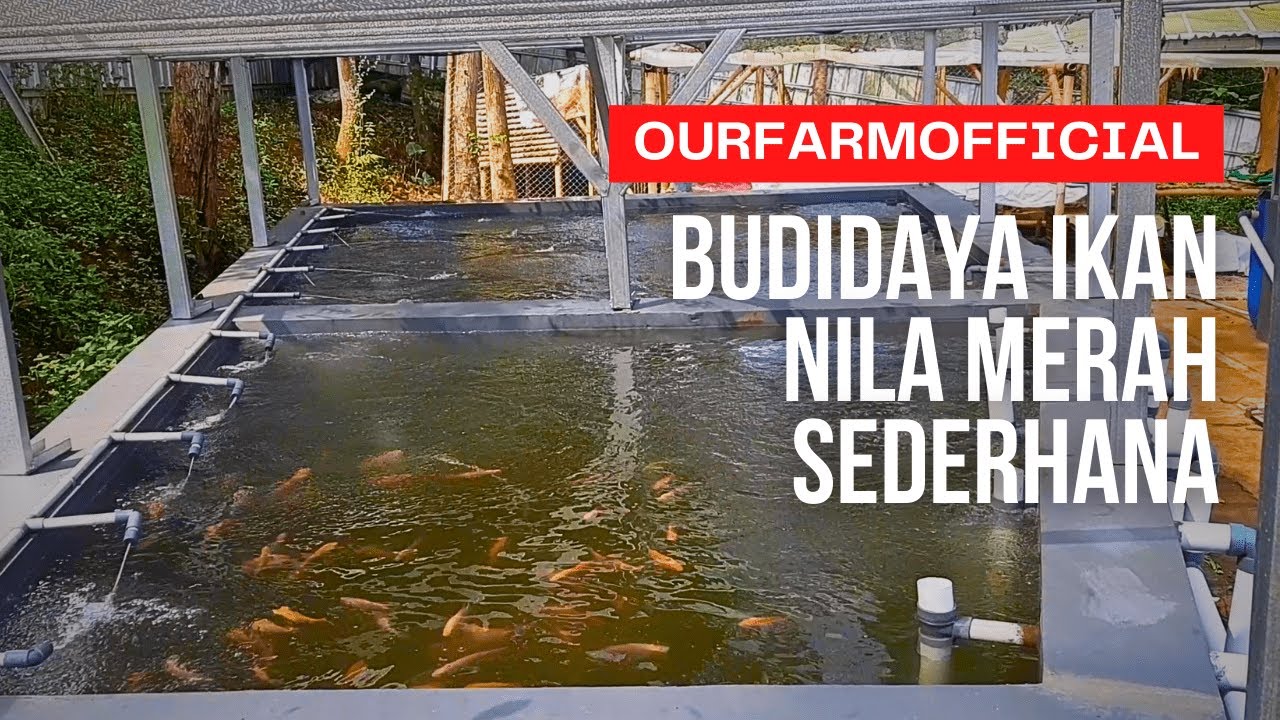 Budidaya Ikan Nila Merah Sederhana | Our Farm Official | Nila Merah ...