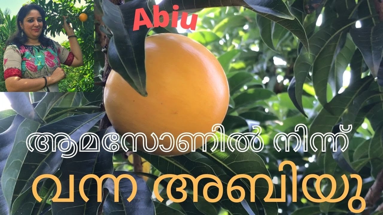 Abiu fruit in kerala || How to grow abiu in Kerala #abiu #anumarkvlogs ...