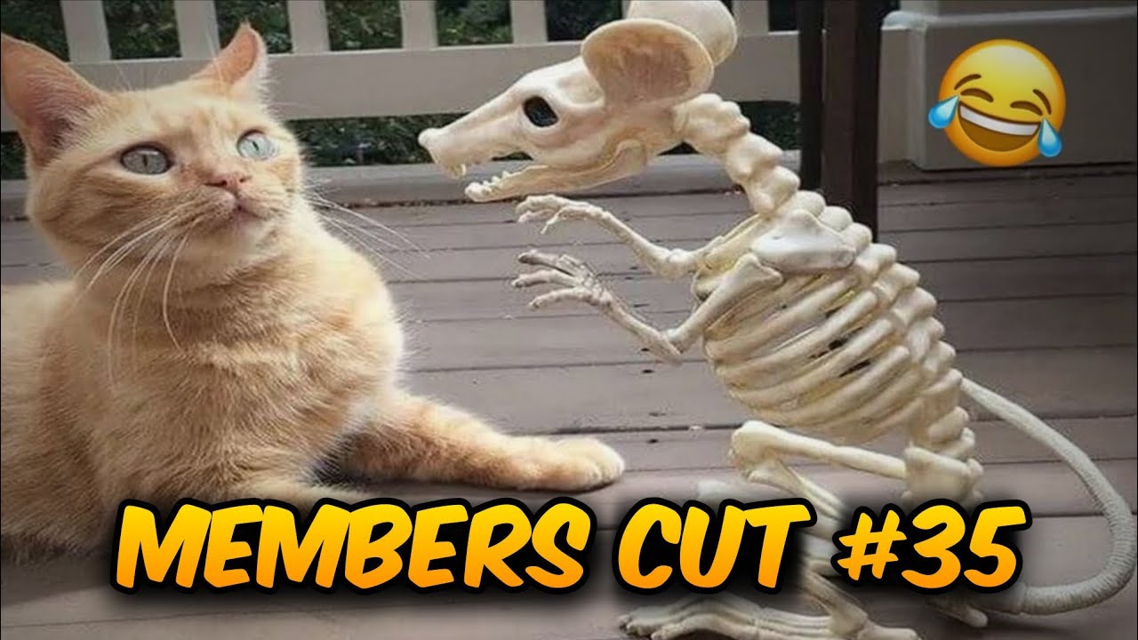 மொரட்டு சம்பவங்கள் - MEMBERS CUT #35 - YouTube