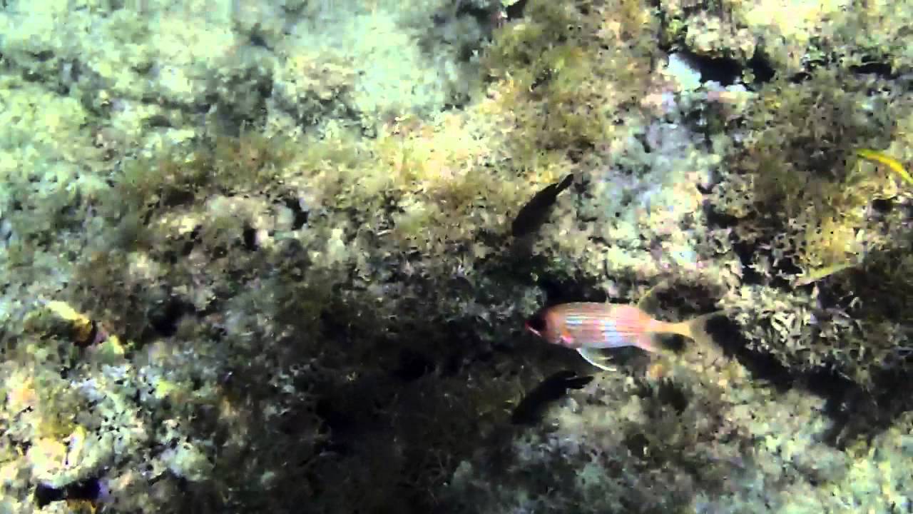 The cuban black-eyed spikey fish - YouTube
