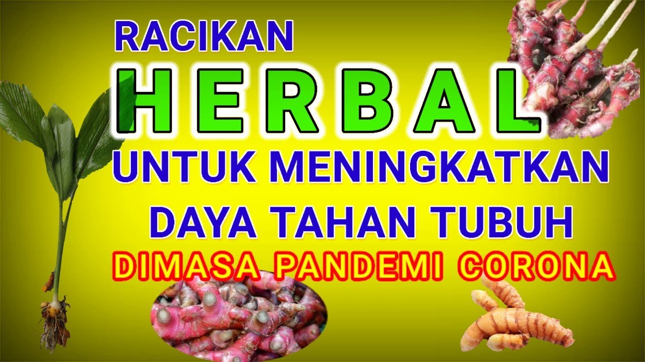 CARA MERACIK HERBAL | UNTUK MENINGKATKAN IMUNITAS / DAYA TAHAN TUBUH ...