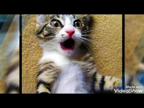 en komik kedi fotoğrafları 😂