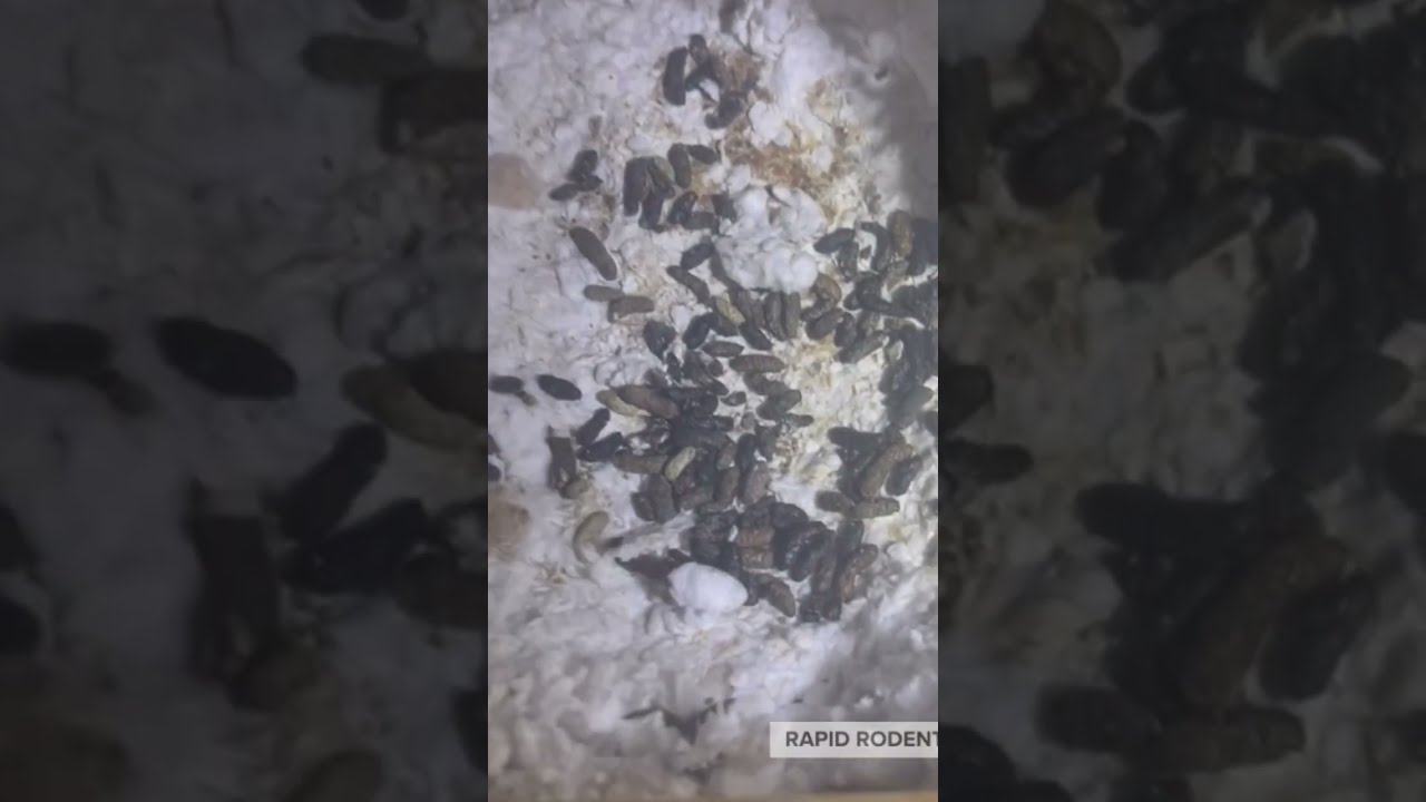 Are Those Squirrel Droppings? Spot, ID & Remove Them Safely ...