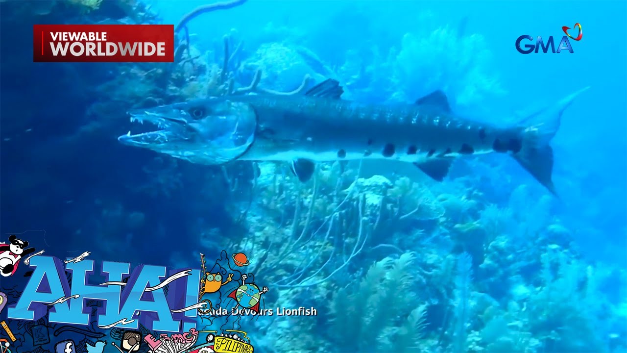 Barracuda, ang nakakatakot pero 'di mapanganib na isda! | AHA! - YouTube