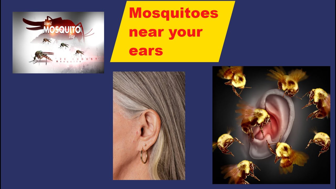 Why Mosquitoes Buzz near your Ears. - YouTube