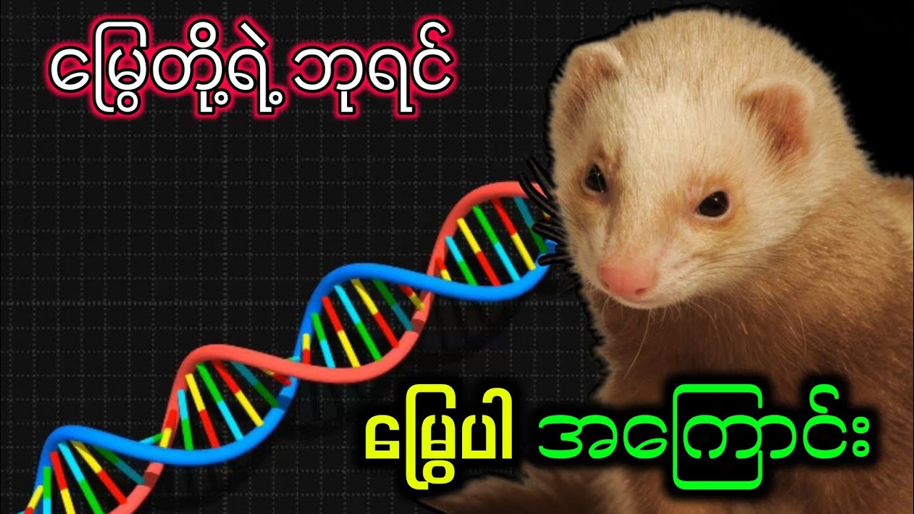မြွေတို့ရဲ့ ဘုရင် မြွေပါ အကြောင်း 😱 Youtube