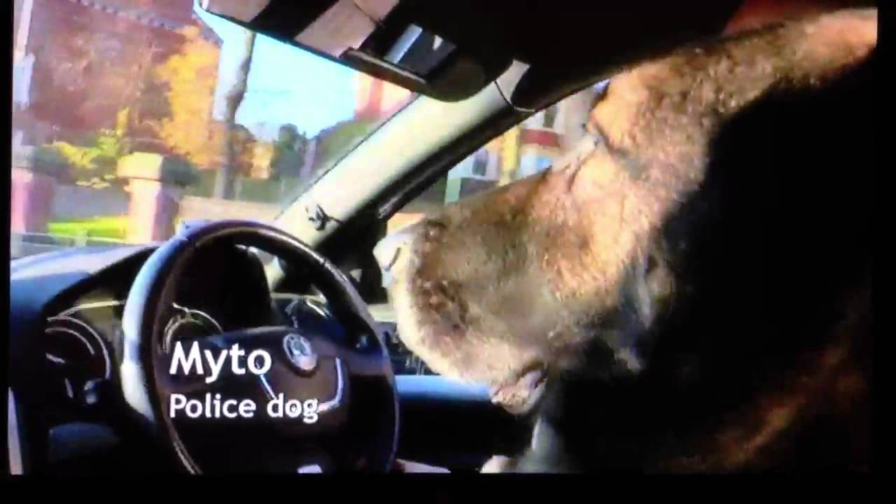 Dog drives cop car and speaks - YouTube