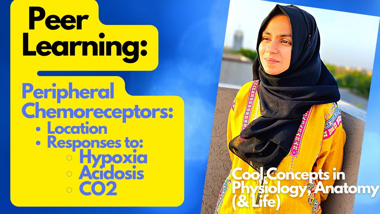 Peer Learning: Peripheral Chemoreceptors - Responses in various ...