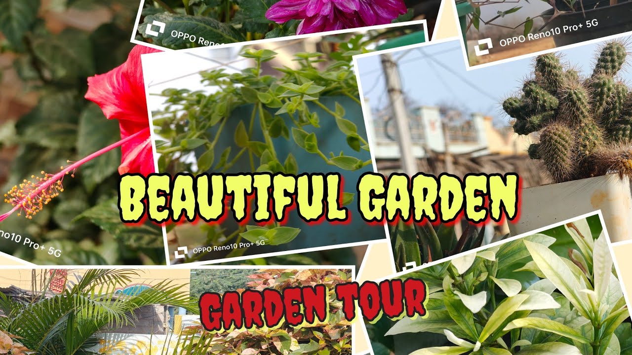 My Garden view Looking beautiful |Garden Tour #dailyvlog #gardenscapes ...