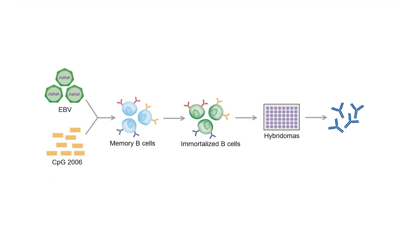 Development of Monoclonal Antibodies - Creative Biolabs - YouTube
