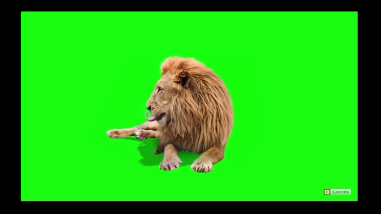 Green screen lion video,green screen effect - YouTube