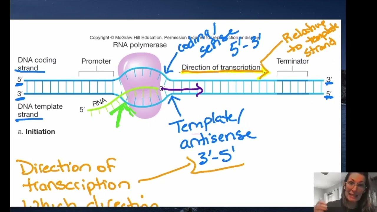 Transcription directionality - YouTube