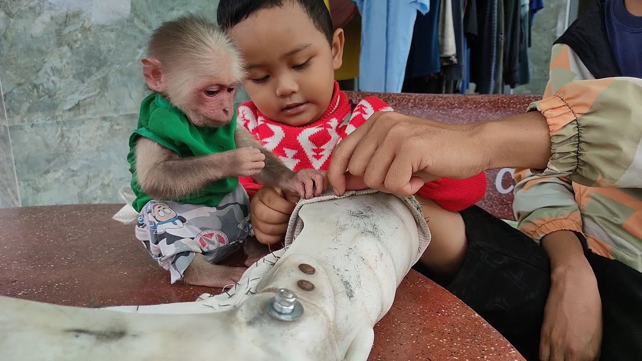 Bob monkey obediently enthusiastically helps his father remove the ...