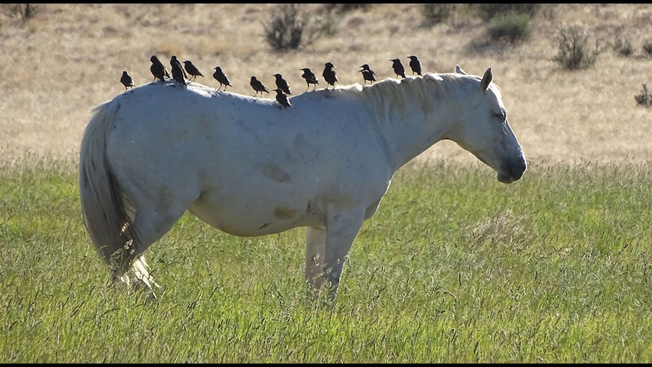 Maughan Ranch Horses 2018 - YouTube
