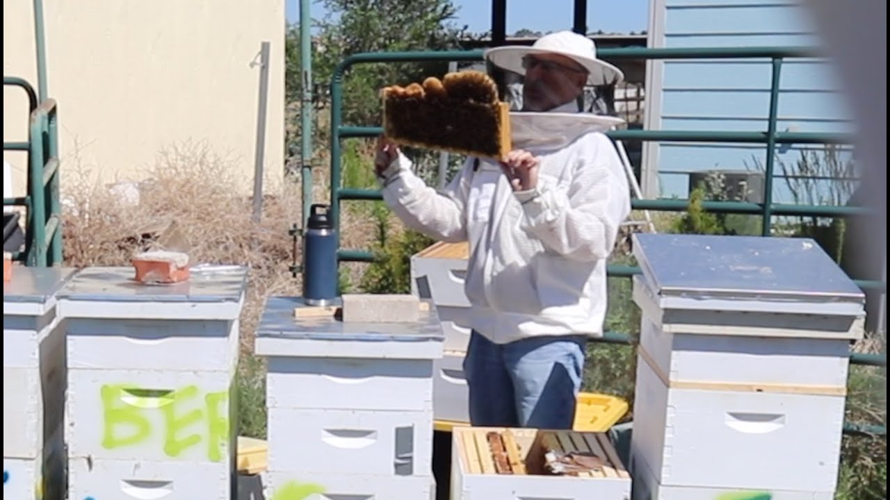 Hive Inspections, Undertaker Bee and Comb Honey in a Colorado Backyard ...