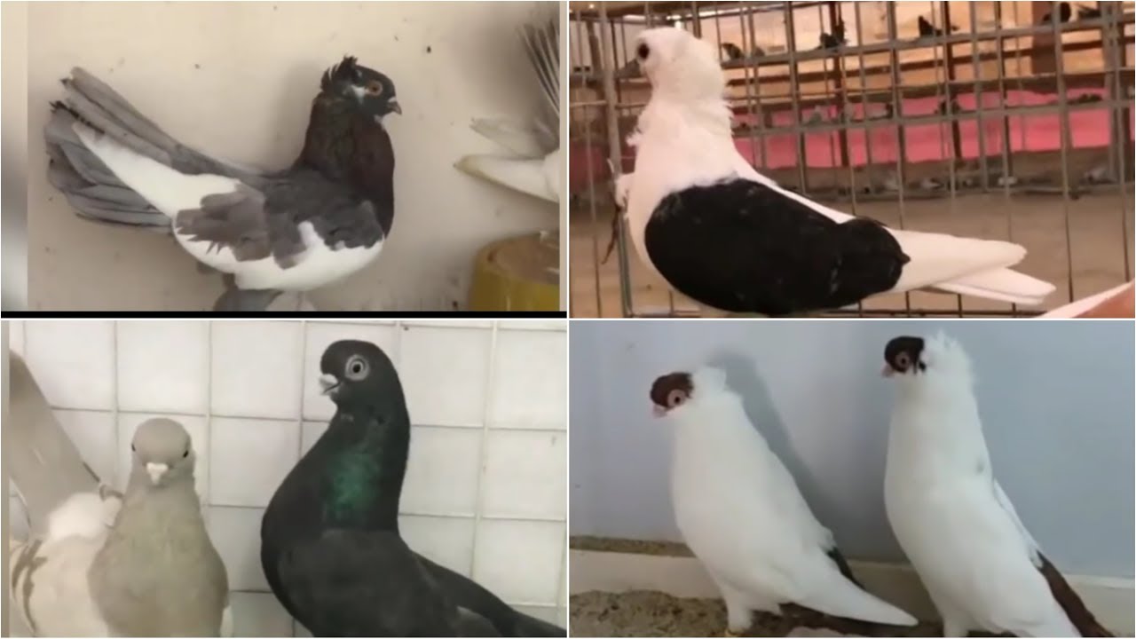 Modena fantail short nose and fancy pigeons collections - YouTube