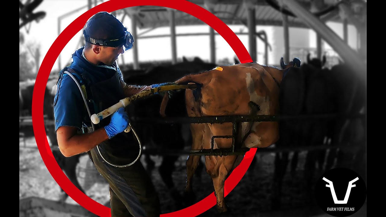 SCANNING DAIRY COWS in NEW ZEALAND | VLOG 70: A kiwi herringbone - YouTube